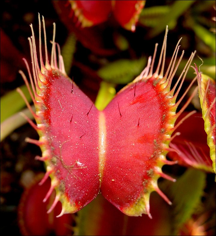Venus Fly Trap Plant Facts Geraldnijaf Venus Fly Trap Plant Facts Geraldnijaf