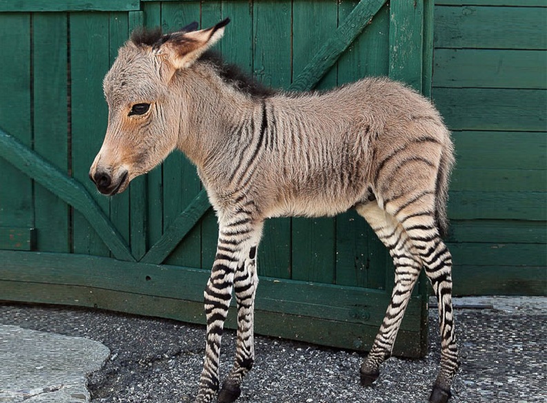 What Is A Half Zebra Half Horse Called Pet Store Animals